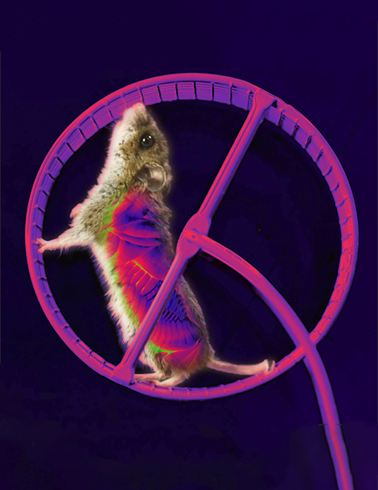 Scaredy Crow – Tal Ormsby – Motion / Graphics / Design